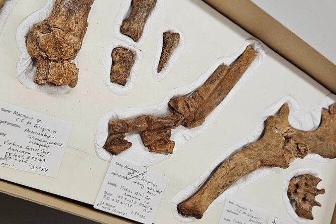 Private Tour at Naracoorte Caves - Final Thoughts: A Well-Rounded, Authentic Day Out  