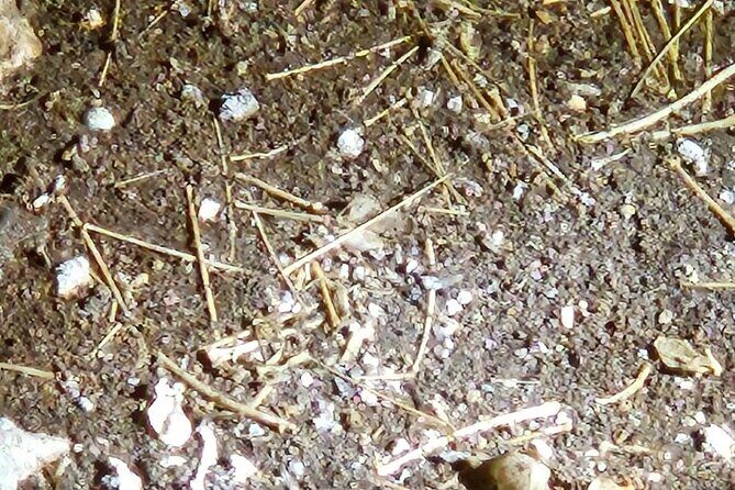 Private Tour at Naracoorte Caves - FAQ  