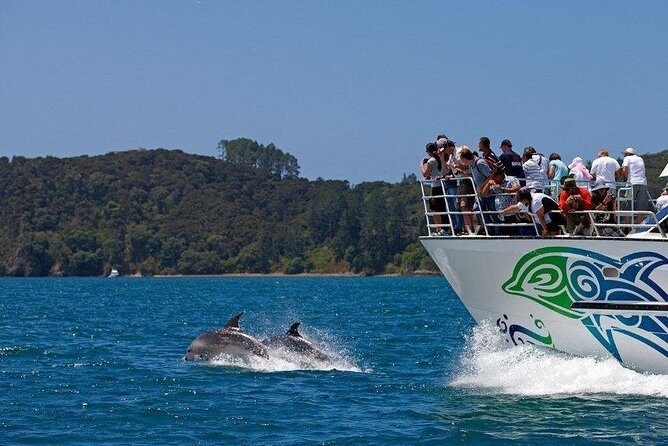 Private Tour: Bay of Islands Day Trip from Auckland - Transportation and Comfort