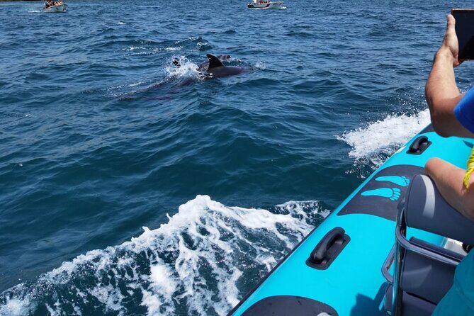 Private Tour Benagil Caves from Portimao - The Experience Breakdown: What to Expect