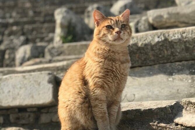 Private Tour : Best Seller Ephesus Private Tour From Cruise Port - Value for Money and Practical Details