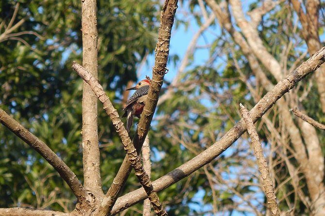 Private Tour: Birdwatching Cozumel Island - An In-Depth Look at the Cozumel Birdwatching Experience