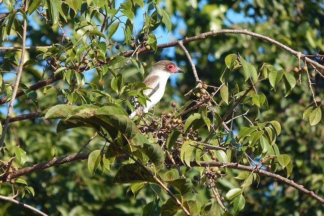 Private Tour: Birdwatching Cozumel Island - Practical Tips for Your Birdwatching Adventure