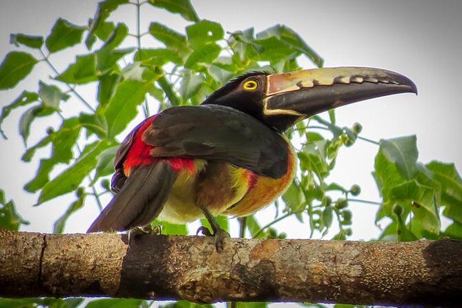 Private Tour: Birdwatching Playa del Carmen - Why This Tour Stands Out