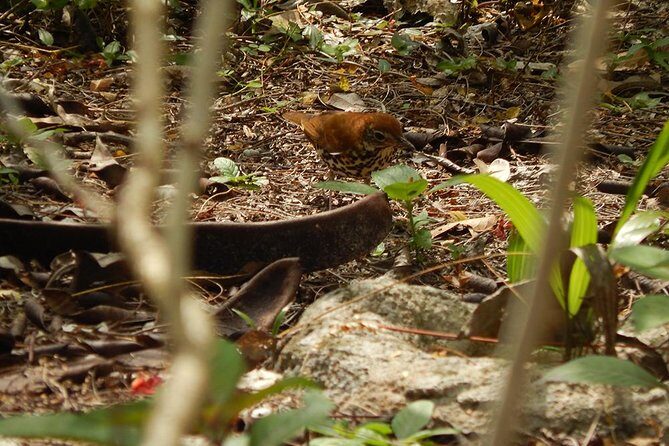 Private Tour: Birdwatching Playa del Carmen - A Few Considerations