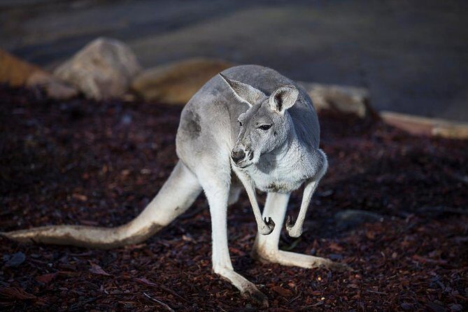 Private Tour: Blue Mountains Day Trip from Sydney - An In-Depth Look at the Tour Itinerary