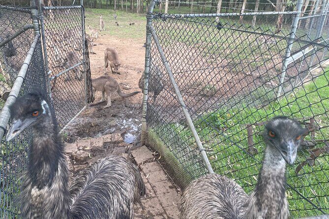 Private Tour: Blue Mountains Day Trip from Sydney - FAQ