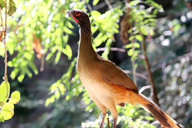 Private Tour: Botanical Garden, Petroglyphs & Mexican Food - Inclusion and Comfort