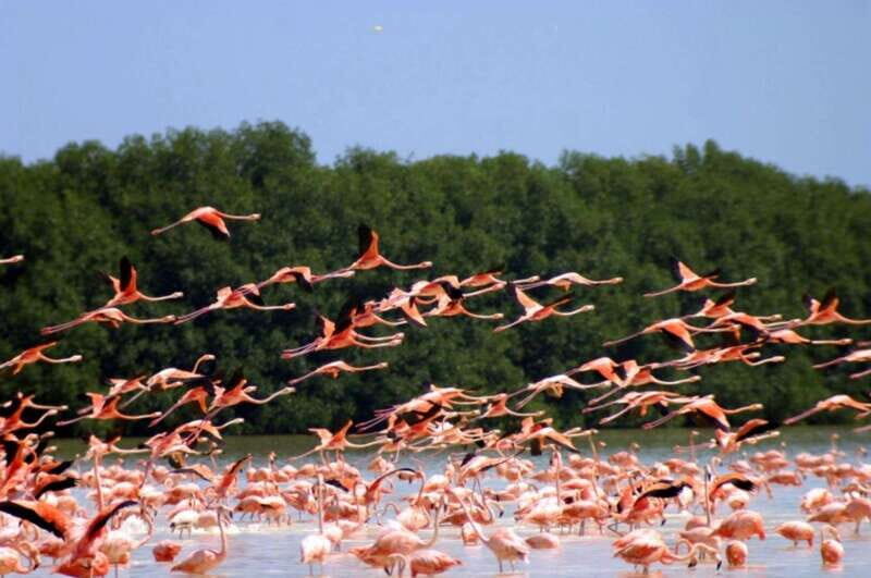 Private Tour Celestun Flamingo Watching and Beach - What to Bring & Tips for Visiting