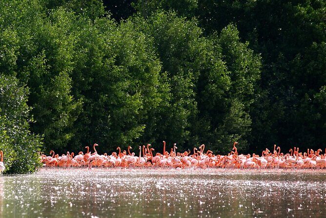 Private Tour Celestun Flamingo Watching and Beach - Key Points