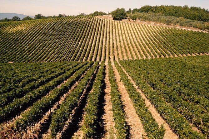 Private Tour: Chianti Winery, Montefioralle, and Greve in Chianti - Full Review of the Private Chianti Winery, Montefioralle, and Greve Tour