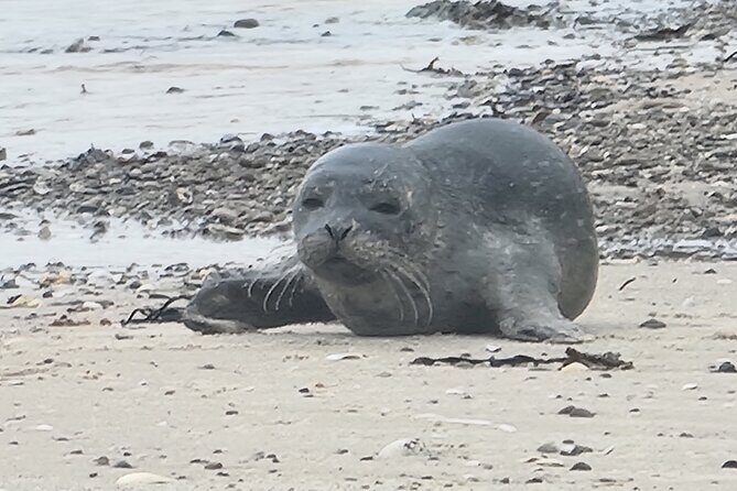 Private Tour Discover Orkney with Pick-Up - Cost-Value Analysis