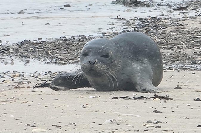 Private Tour Discover Orkney with Pick-Up - The Sum Up