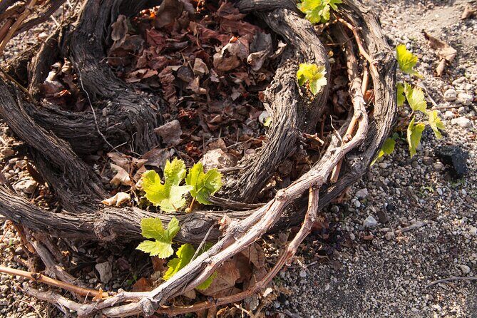 Private Tour: Discover South of Santorini - FAQ