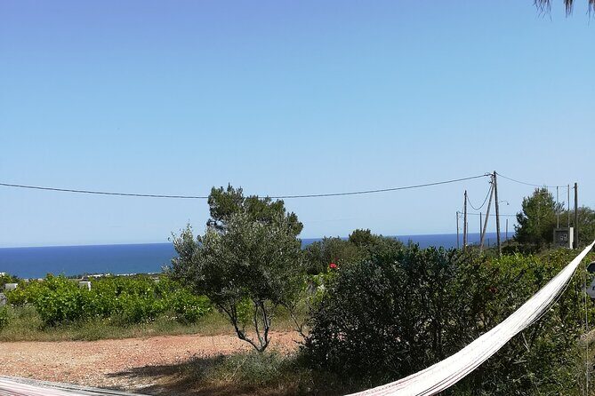 Private Tour: Discover the Secret World of Olives in Afantou - An Invitation to an Olive-Filled Afternoon in Rhodes