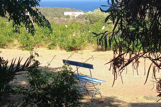 Private Tour: Discover the Secret World of Olives in Afantou - Exploring the Olive Grove and the Olive Arboretum