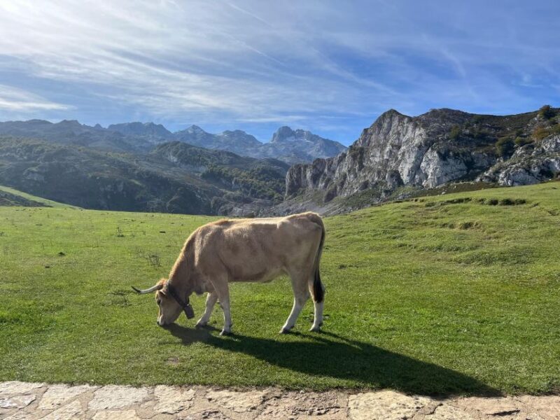 Private Tour from Oviedo to Covadonga and Europe Peaks lakes - Discover Asturias: A Detailed Look at the Private Oviedo to Covadonga and Lakes Tour