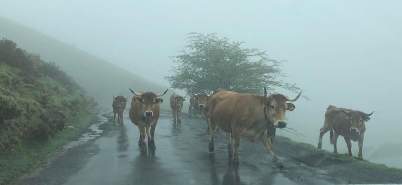 Private Tour from Oviedo to Covadonga and Europe Peaks lakes - Final Thoughts: Should You Book It?