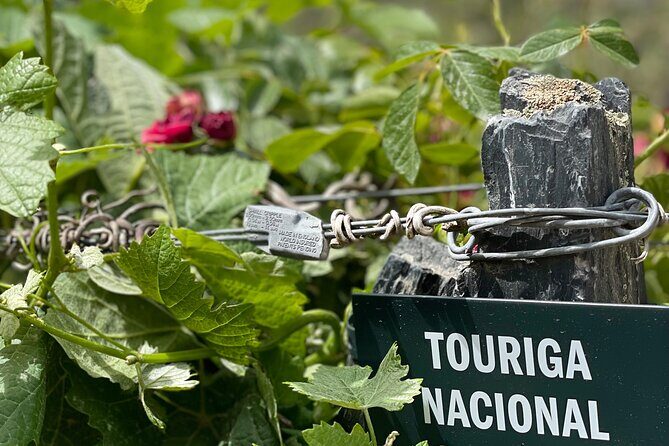 Private Tour From Porto To Douro Valley With River Boat Ride - Who Will Enjoy This Tour?