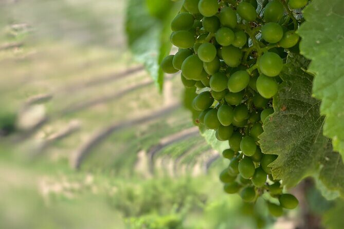Private Tour From Porto To Douro Valley With River Boat Ride - Final Thoughts