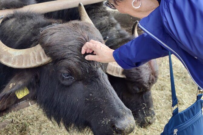 Private Tour from Sorrento/Positano to Paestum and Mozzarella tour - Final Thoughts