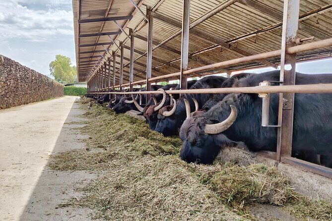 Private Tour from Sorrento/Positano to Paestum and Mozzarella tour - FAQ