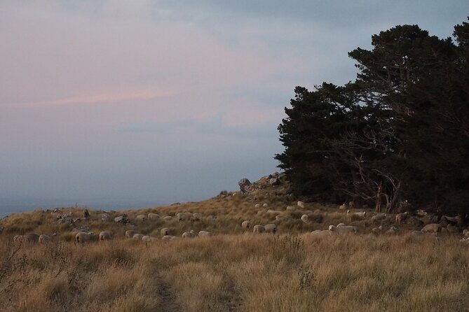 Private Tour Highlights of Christchurch NZ - Price & Overall Value