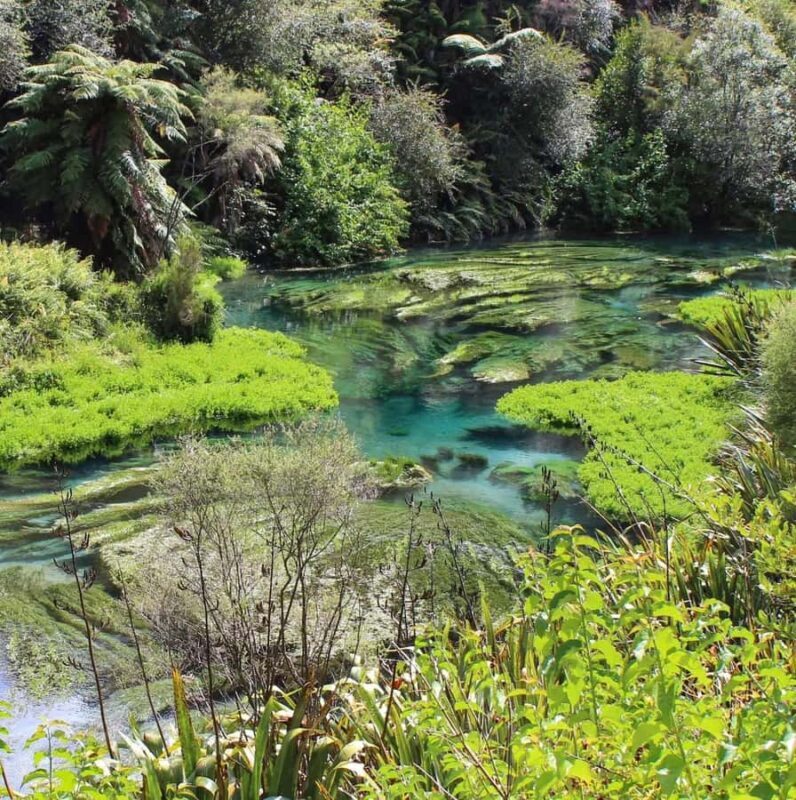 Private Tour: Hunua Falls, Blue Springs & Mclaren waterfall - Discovering the Best of North Island’s Natural Gems