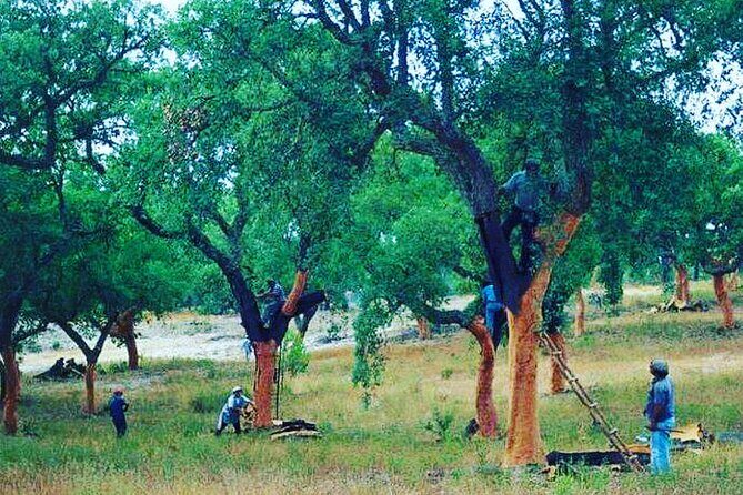 Private Tour in Evora and Monsaraz with Wine Tasting - Final Words