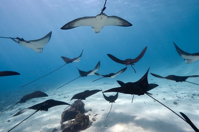 Private tour in Moorea by boat, visit and snorkeling - Key Points