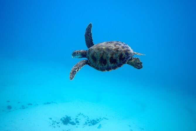 Private tour in Moorea by boat, visit and snorkeling - The Sum Up