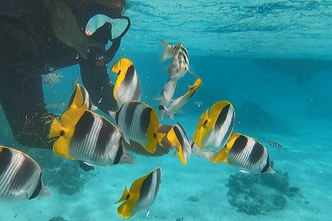 Private tour in Moorea by boat, visit and snorkeling - FAQs