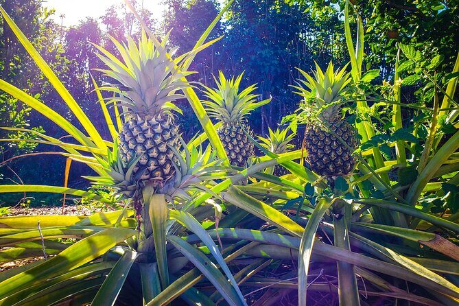 Private Tour Maui Pineapple Farm in Haliimaile - Why This Tour Stands Out