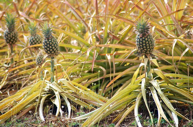 Private Tour Maui Pineapple Farm in Haliimaile - Who Would Love This Tour?