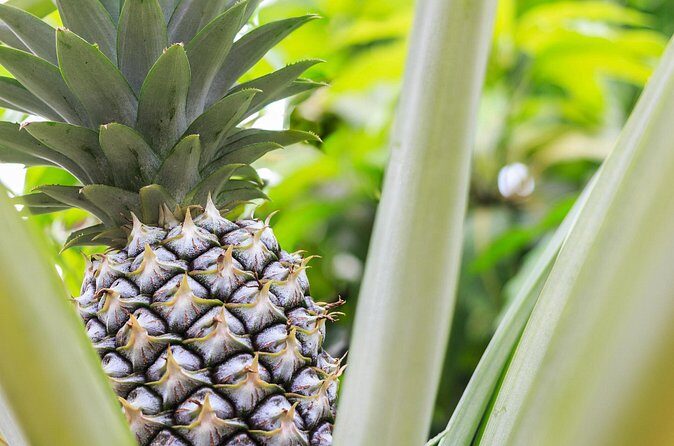Private Tour Maui Pineapple Farm in Haliimaile - Who Might Want to Consider Alternatives?