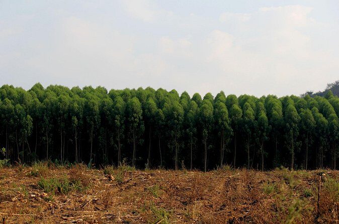 Private Tour Maui Pineapple Farm in Haliimaile - Final Thoughts: Is This Tour Worth It?