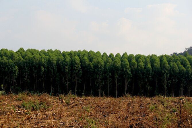 Private Tour Maui Pineapple Farm in Haliimaile - Frequently Asked Questions