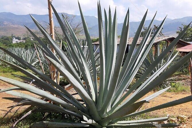 Private tour Mitla, Weavers town, Mezcal and Boil the water - FAQ