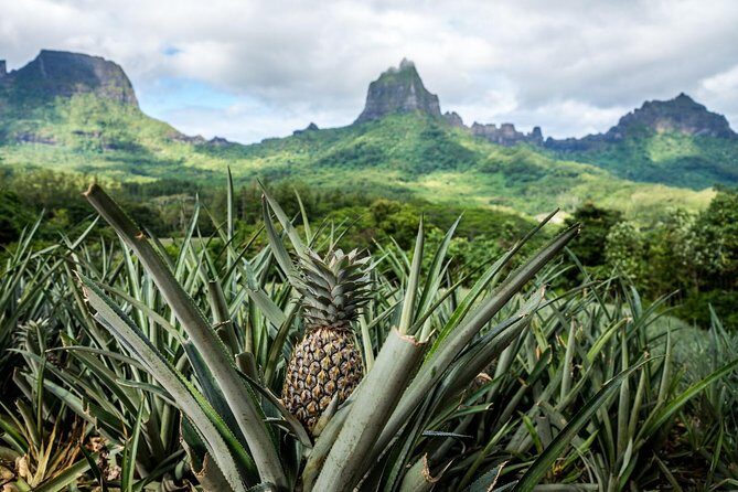 Private Tour Moorea 4WD - Belvedere Pineapple Farm, Magic Mount. - Discover Moorea with a Private 4WD Tour: An Authentic and Scenic Experience