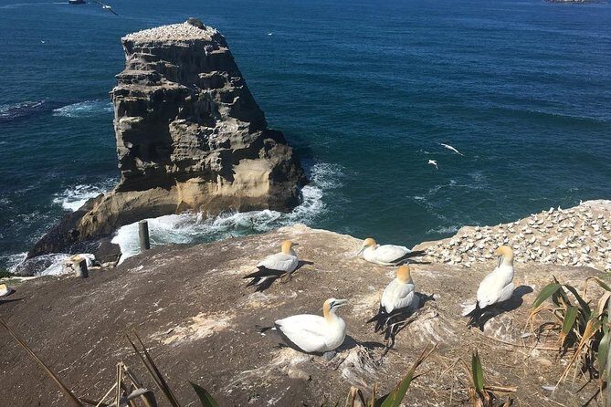 Private Tour - Muriwai Beach & Wine Tasting - FAQs
