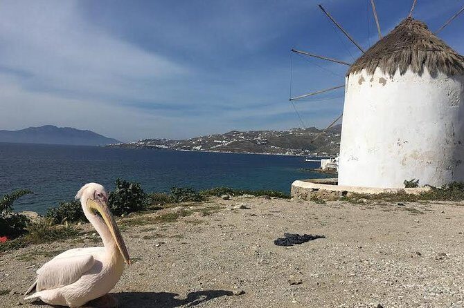 Private Tour: Mykonos Island in Half a Day - Final Thoughts