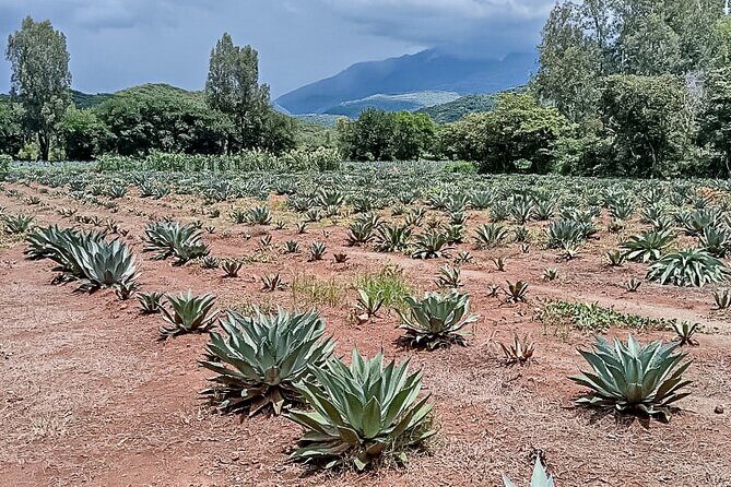 Private Tour New Raicilla Route to Mascota from Puerto Vallarta - Perfect for:  