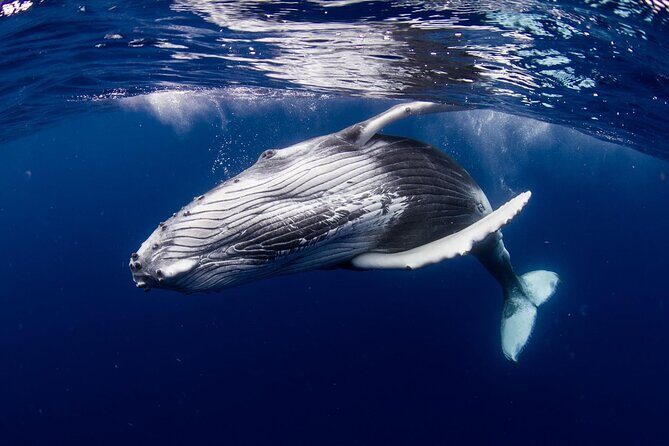 Private tour observing and swimming with humpback whales in Moorea - An In-Depth Look at the Moorea Whale Tour