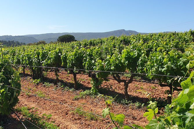 Private Tour of Azeitão / Palmela / Setúbal Wines - In-Depth Review of the Tour Experience