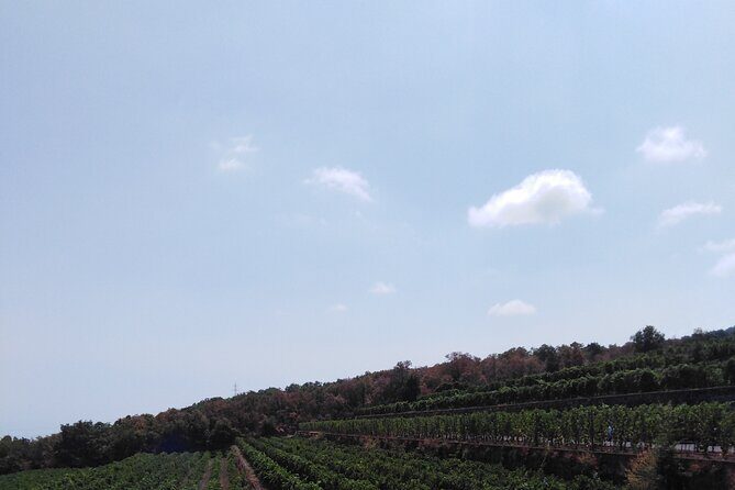 private tour of etna with wine tasting and lunch in the cellar - FAQ