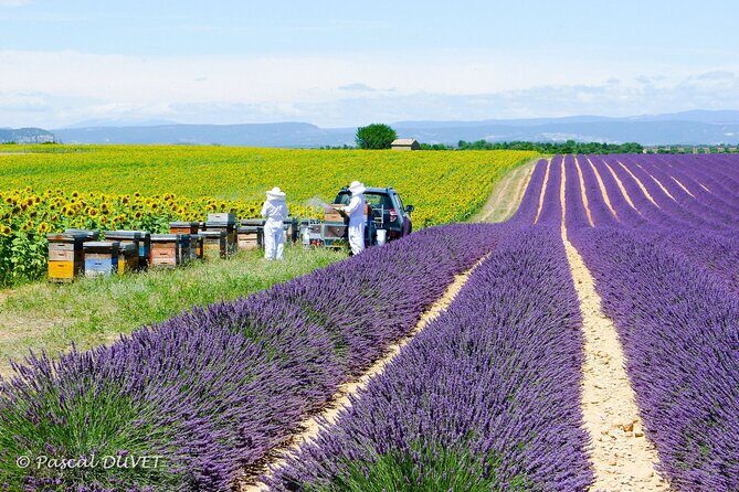Private Tour of Gorges of Verdon and Fields of Lavender in Nice - The Sum Up