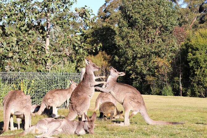 Private tour of Kiama Blowholes, Sea Cliff Bridge and Wattamolla - FAQ