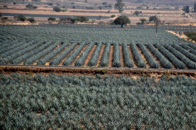 Private Tour of Magic Town Tequila Adventure Day Tour - An In-Depth Look at the Tour Experience