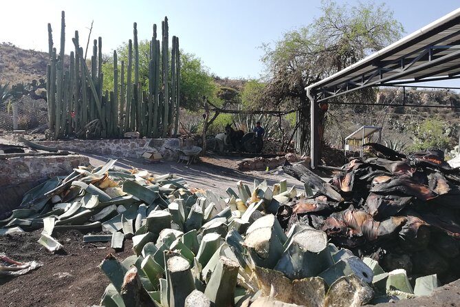 Private Tour of the Mezcal Route with Ancestral Drinks - Final Thoughts: Who Will Love This Tour?