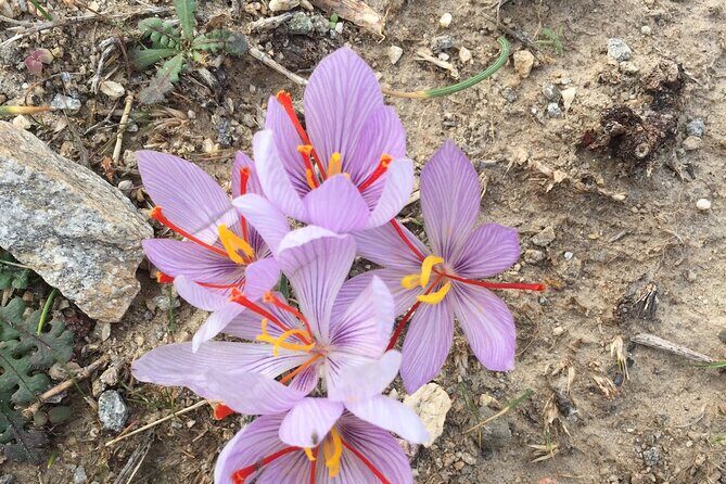 Private Tour on Paros Island - Meeting and Pickup Details